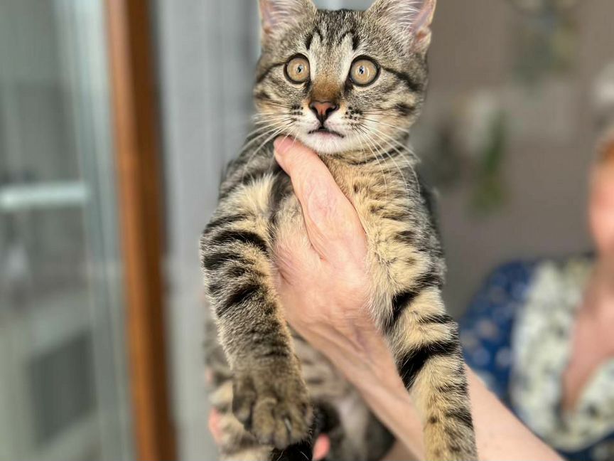 Котята в добрые руки бесплатно