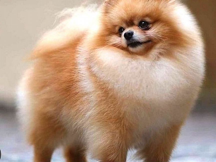 Померанский шпиц девочка