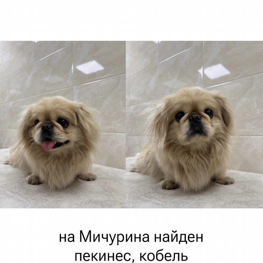 Собака пекинес