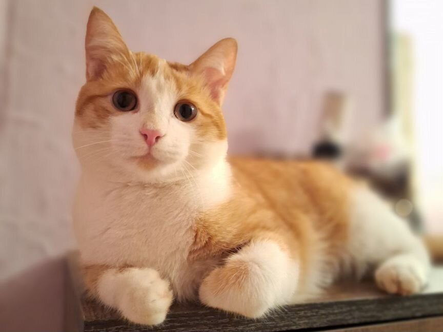 Молодой кот в добрые руки