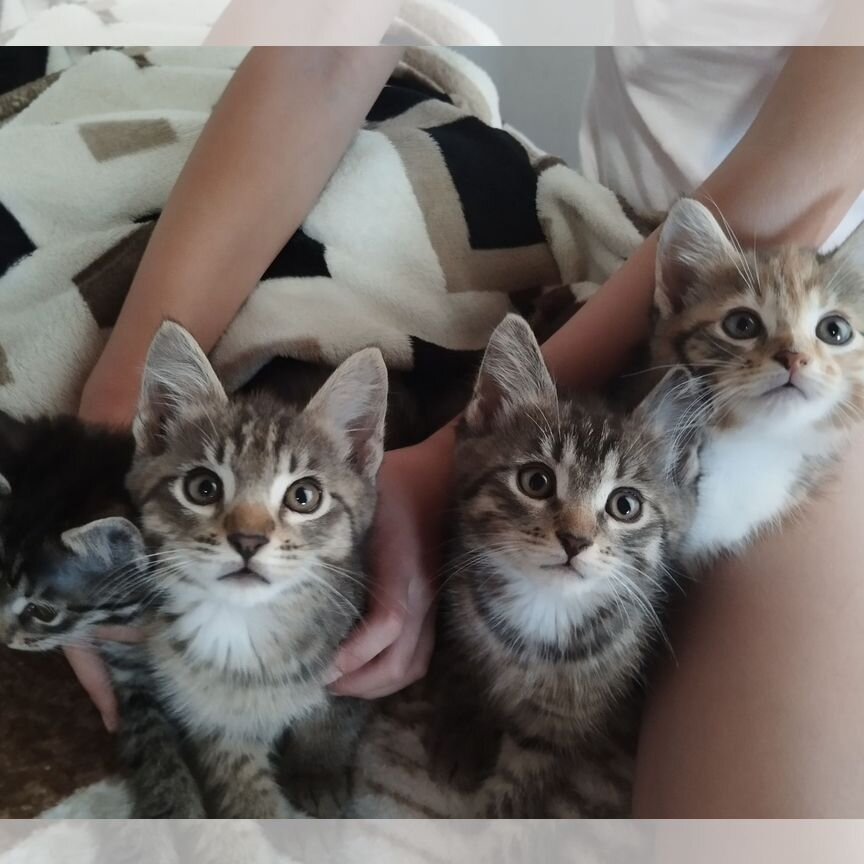 Котятки