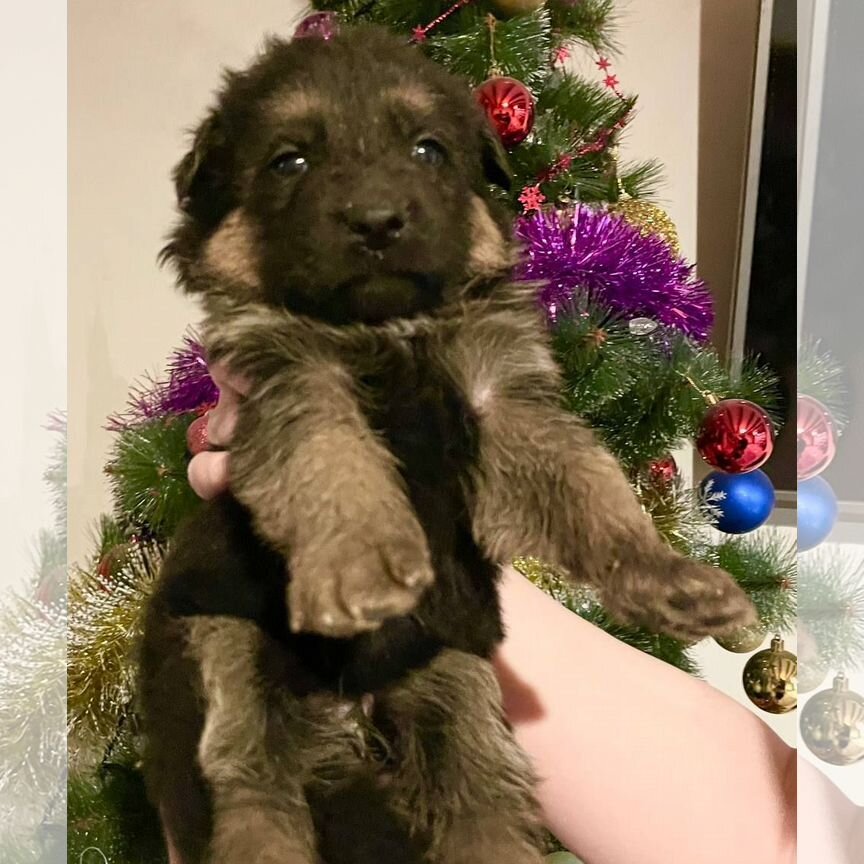 Немецкая овчарка, щенок