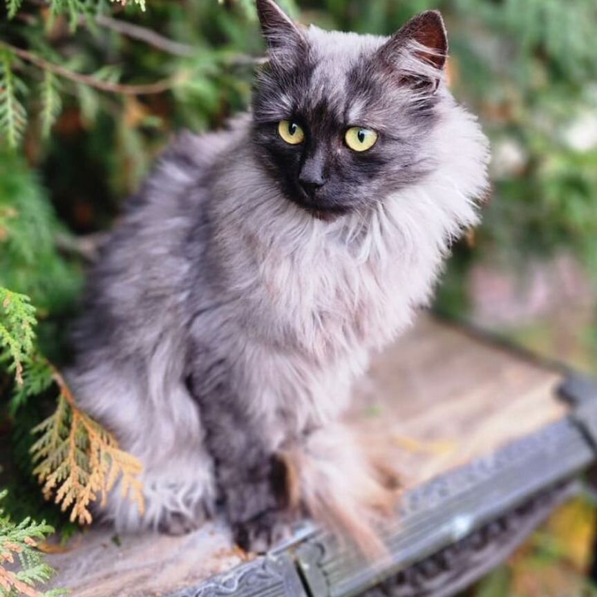 Взрослая кошка в добрые руки