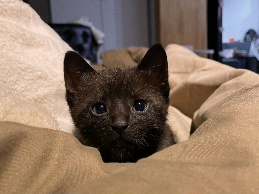 Кошка
