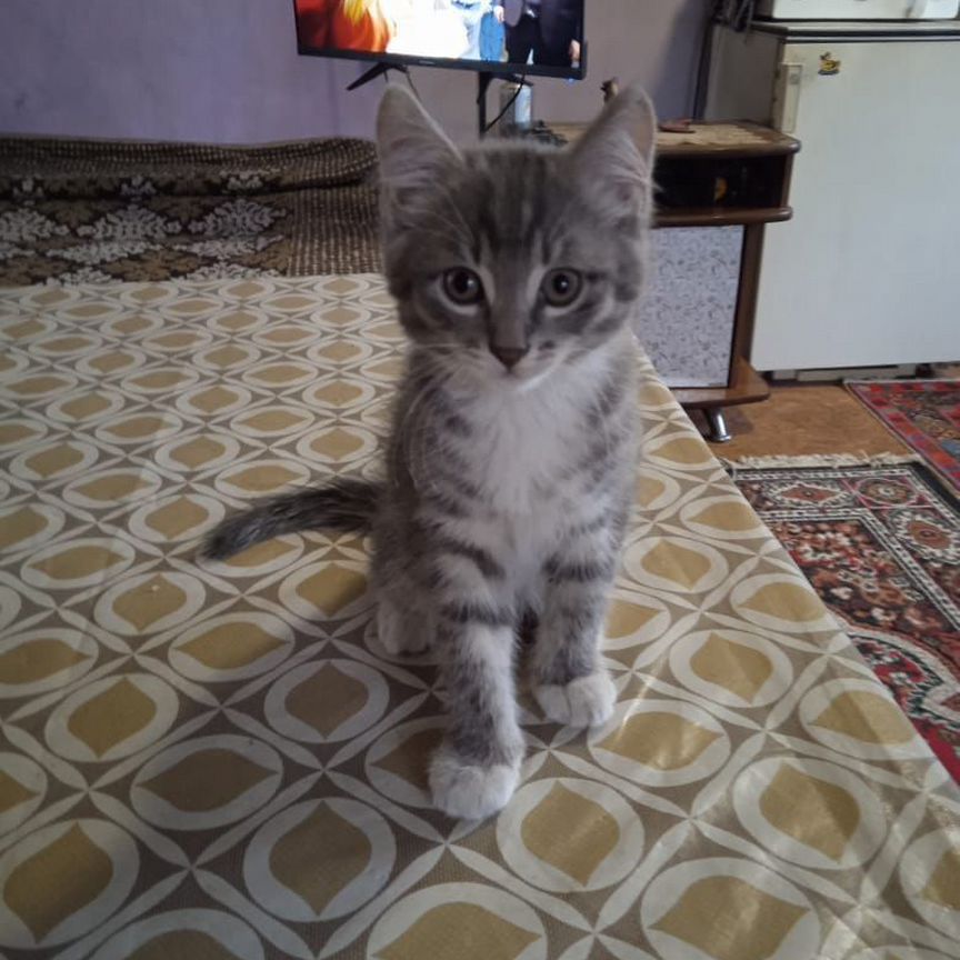 Котята