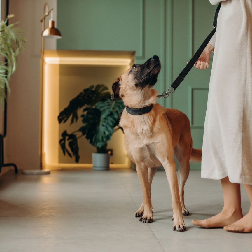 Люси из приюта готова к дому