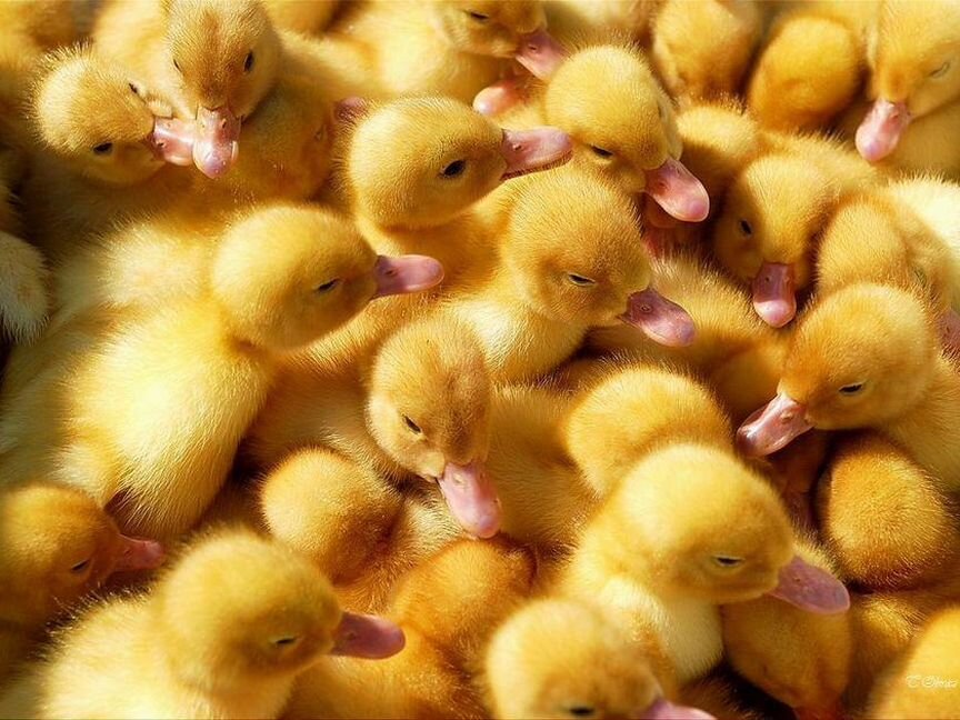 Домашняя птица. Есть всё