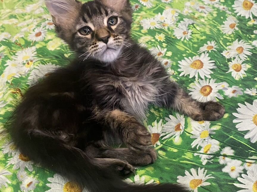 Котик Мейн-кун