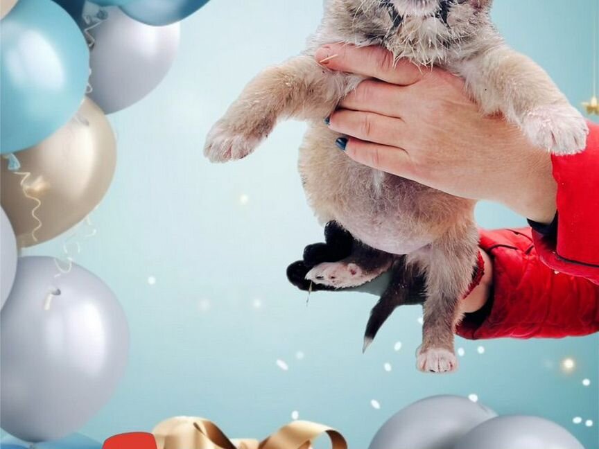 Собака в добрые руки