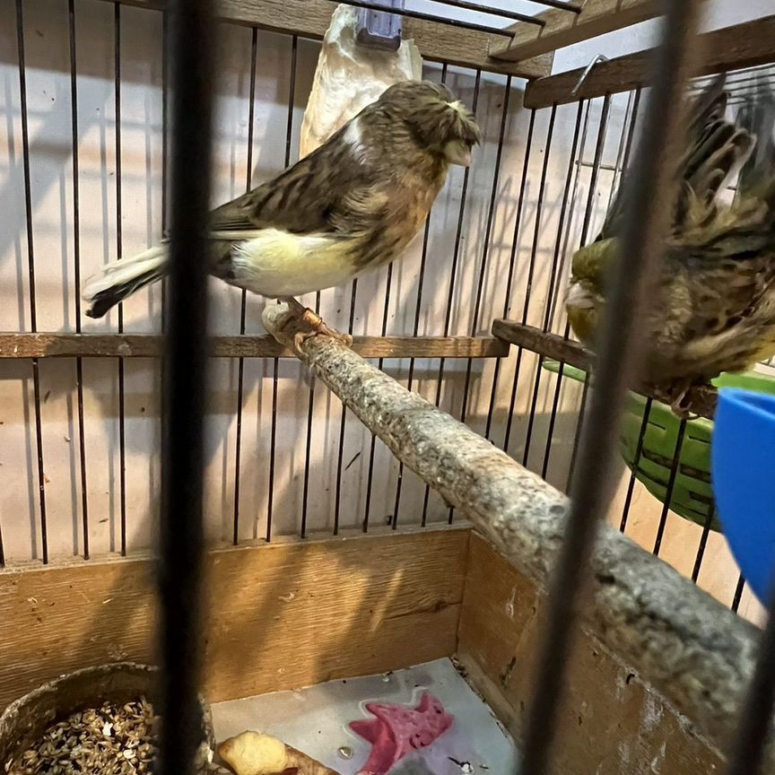 Пара канареек глостер