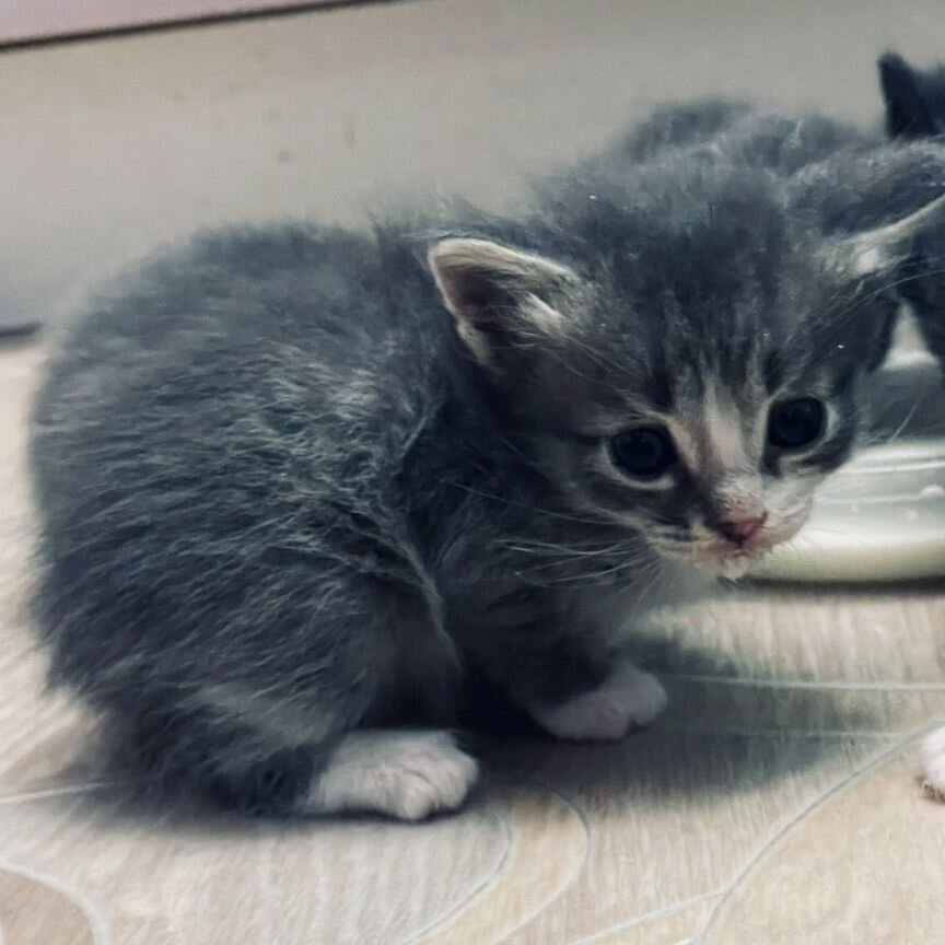 Котёнок в добрые руки