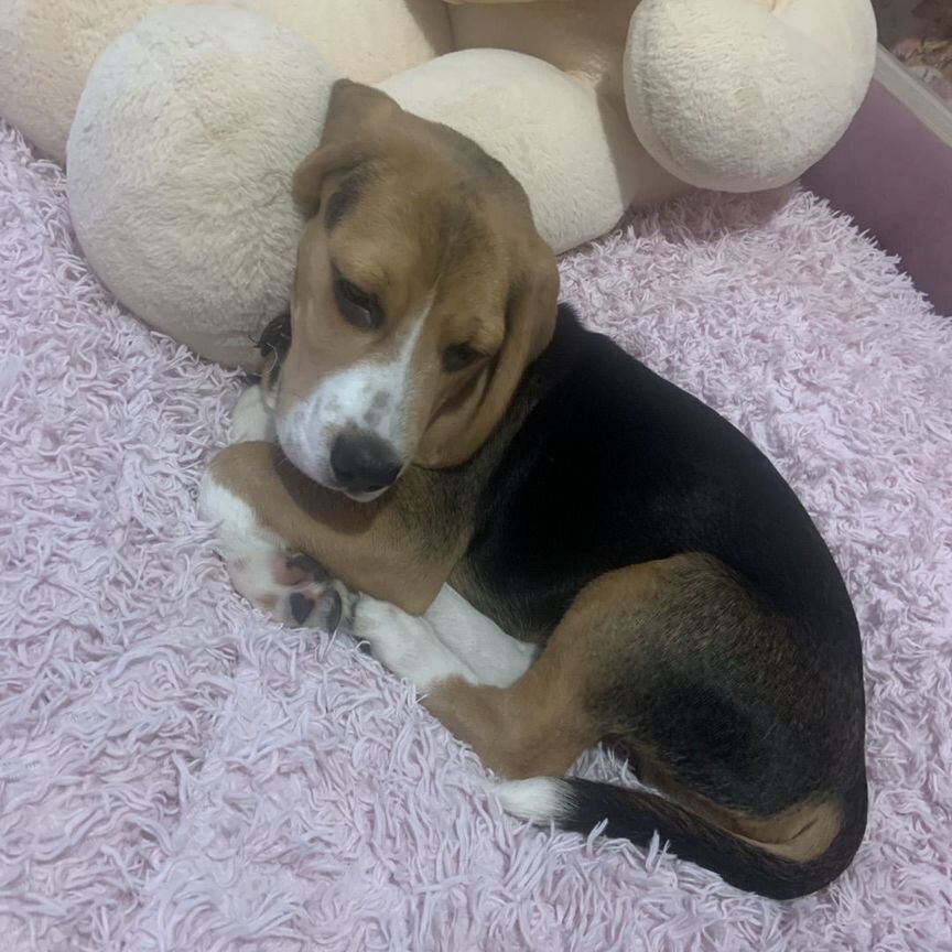 Собака породы бигль