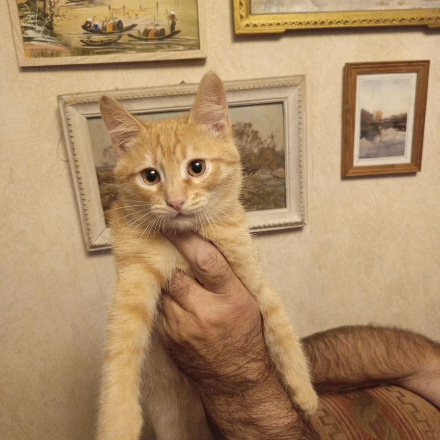 Котята