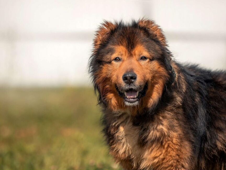 Кавказская овчарка Босс из приюта бесплатно