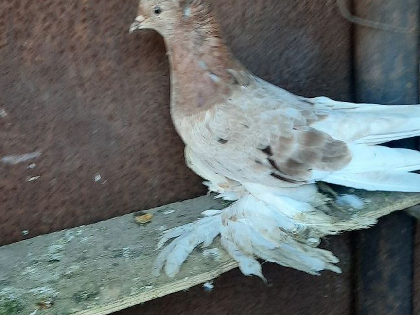 Продажа голубей