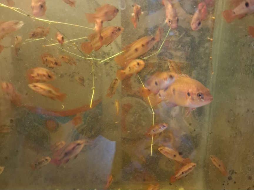 Продам рыбок хромис красавец