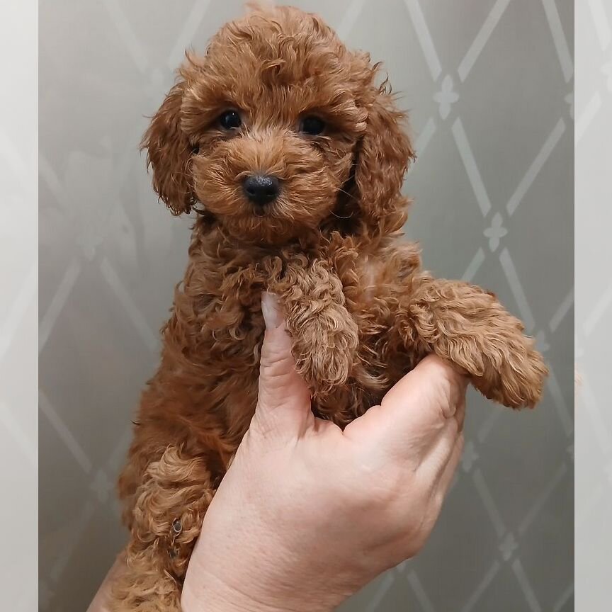 Пудель, щенок