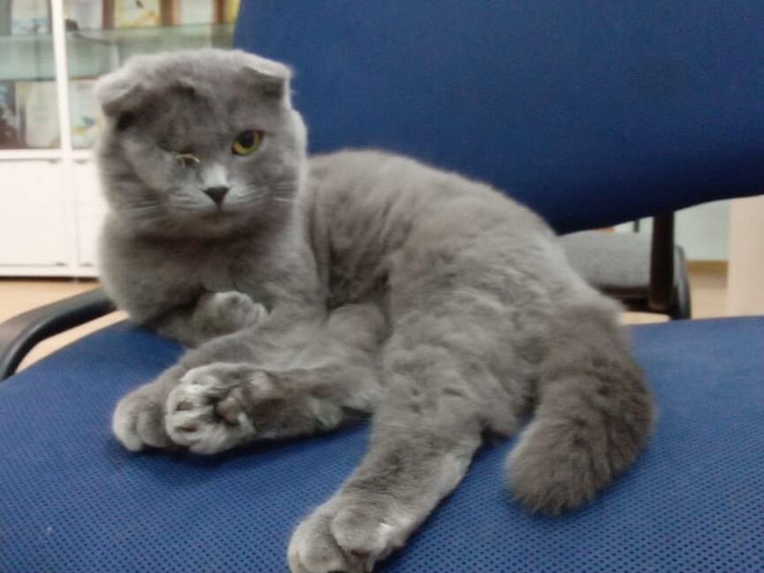 Кошка в добрые руки