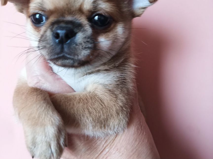 Щенки чихуахуа