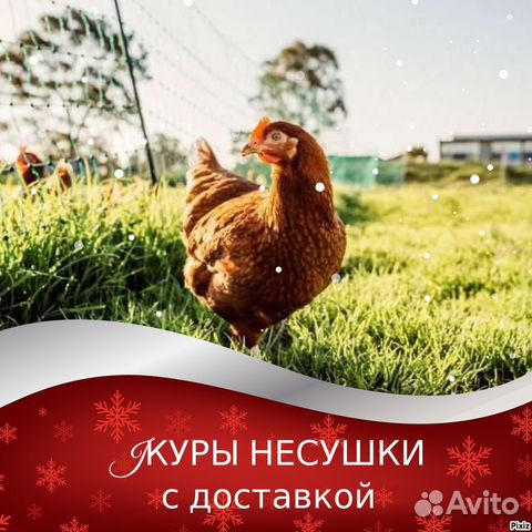 Куры несушки