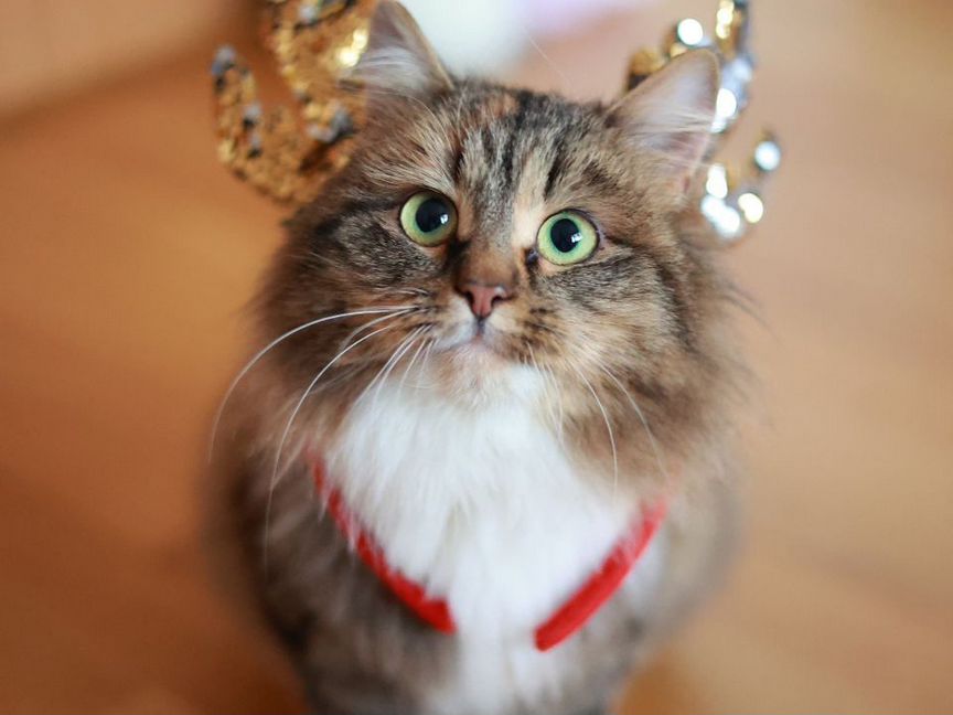 Кошечка пушистик в добрые руки