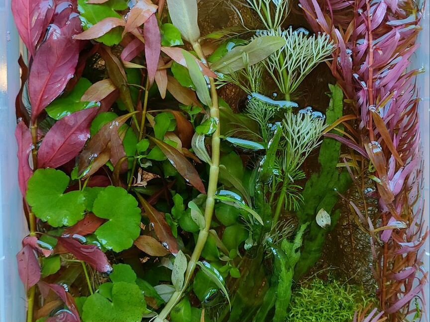 Растения для аквариума