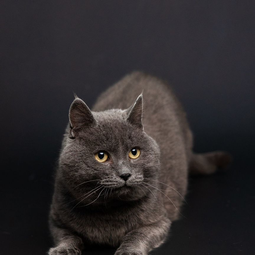 Ласковый котик в поисках дома
