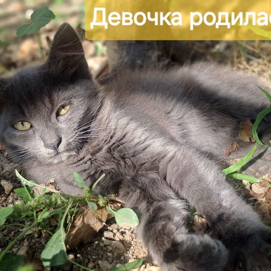 Отдам котят в очень добрые руки