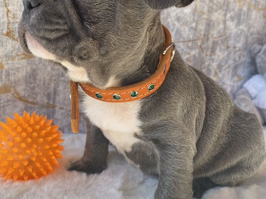 Лилово тигровый француз