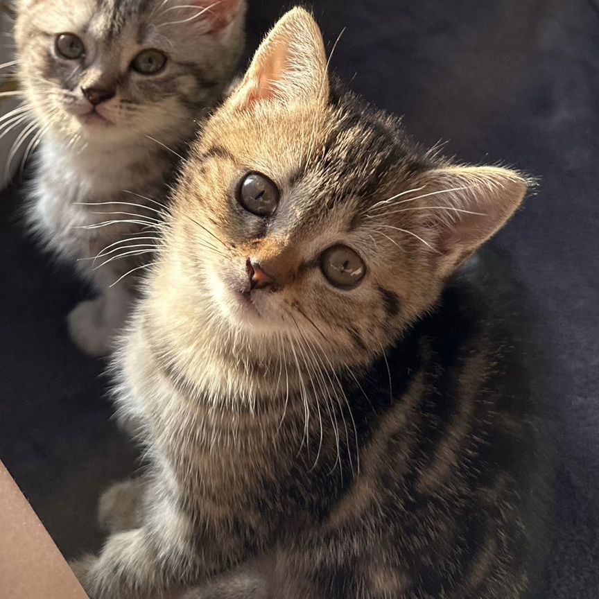 Британские котята