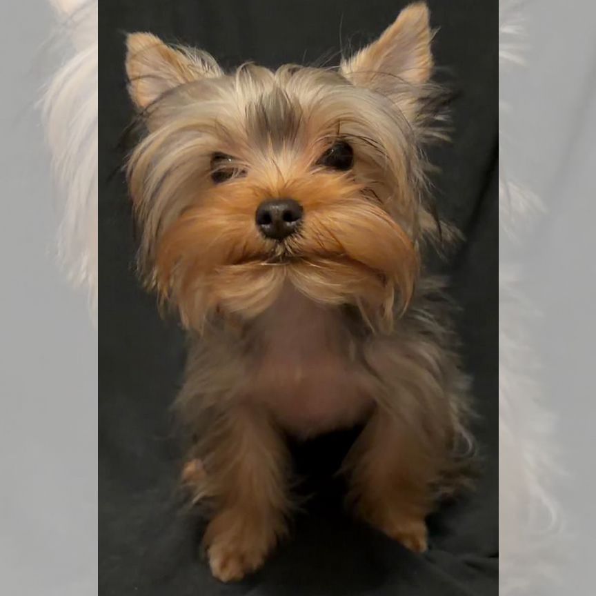 Йоркширский терьер, щенок