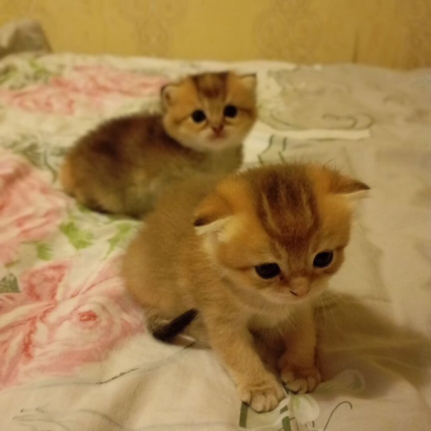 Шотландские вислоухие котята
