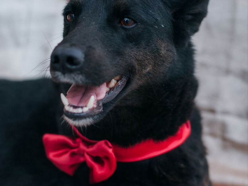 Собака Тимоша 4 года