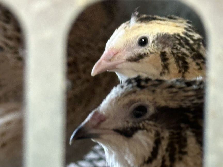 Перепела суточные