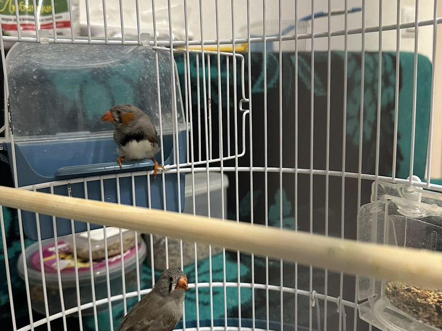 Зебровые амадины