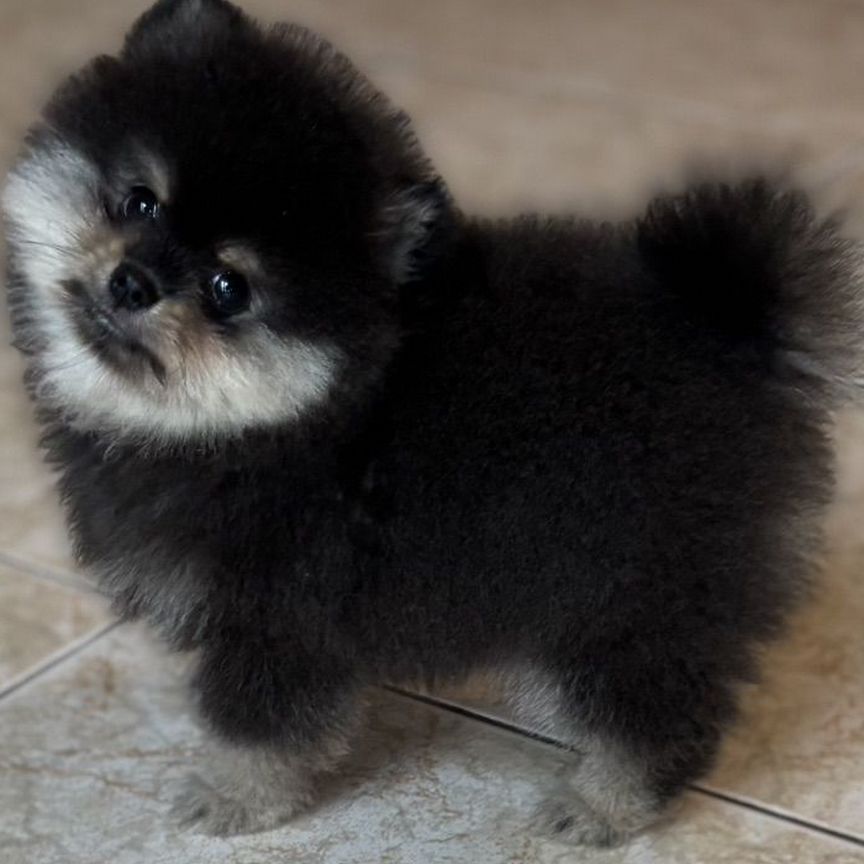 Померанский шпиц, щенок