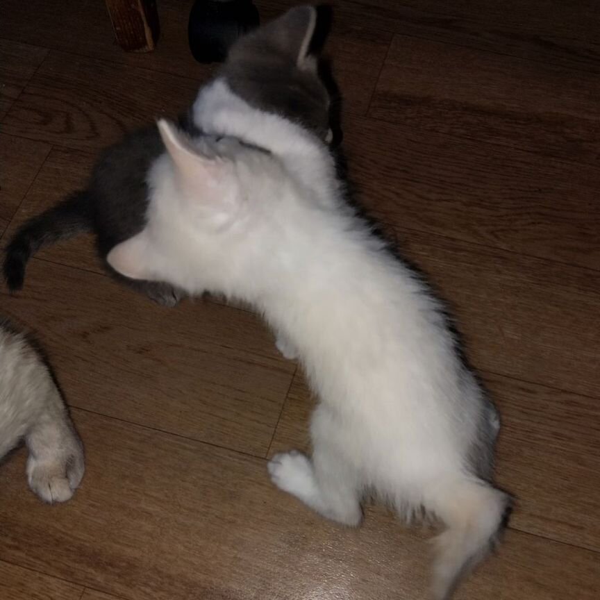 Котёнок в добрые руки