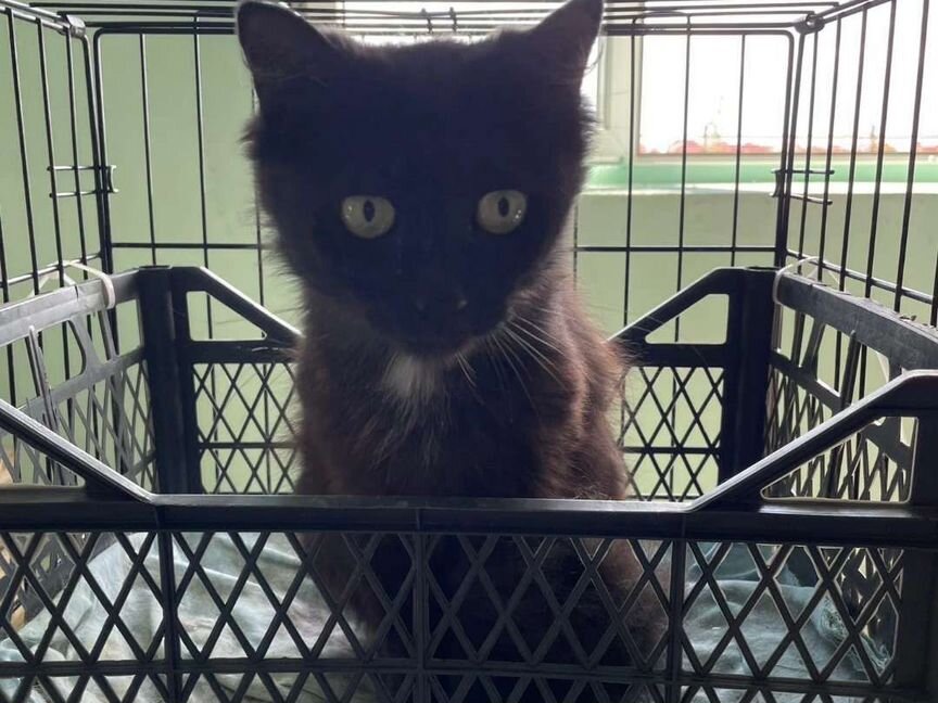 Кошка Ночка