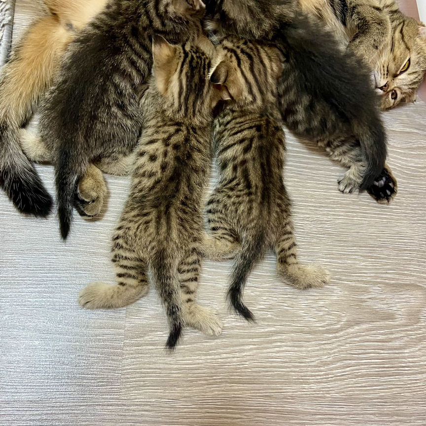 Шотландские котята