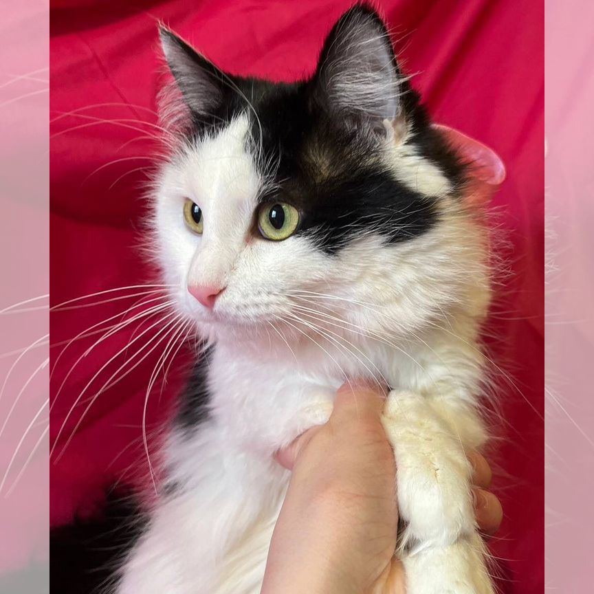 Взрослый кот в добрые руки