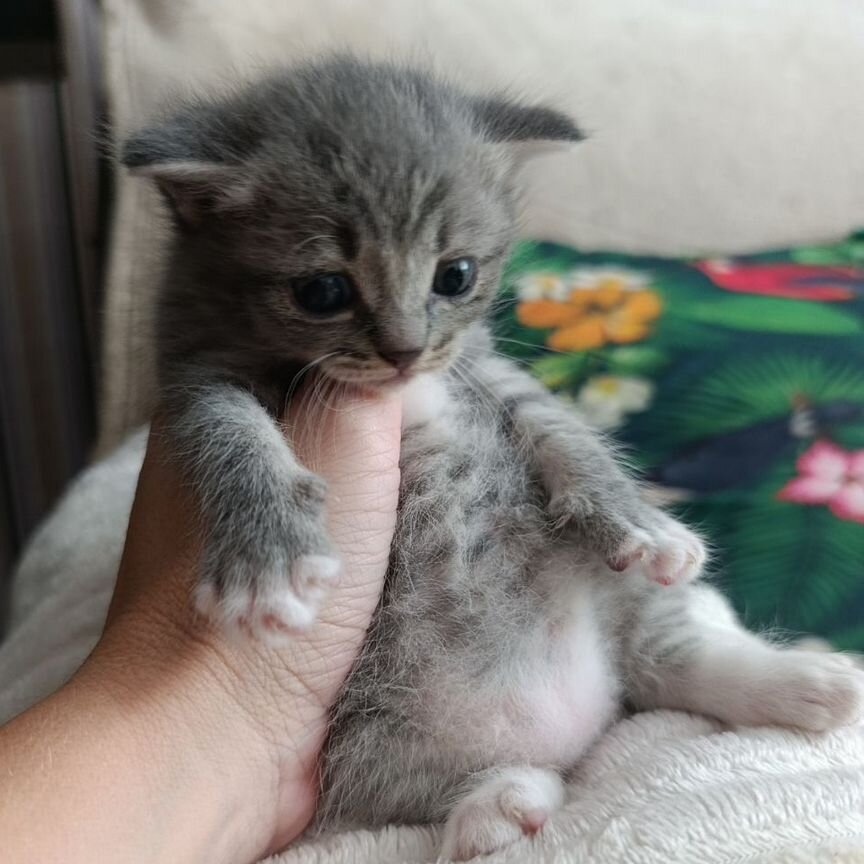 Котёнок в добрые руки
