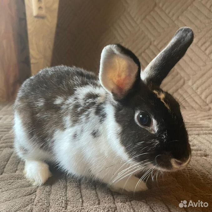 Декоративный кролик бесплатно