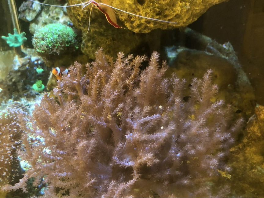 Коралл Капнелла Кенийское дерево 20см