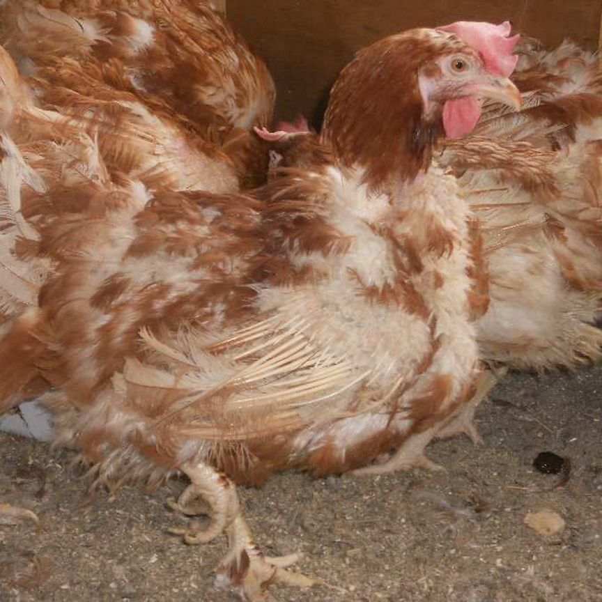 Куры годовалые