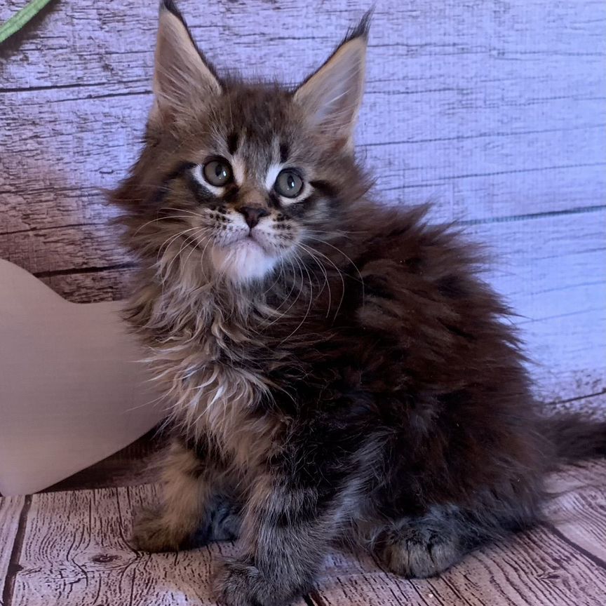 Мейн кун котята