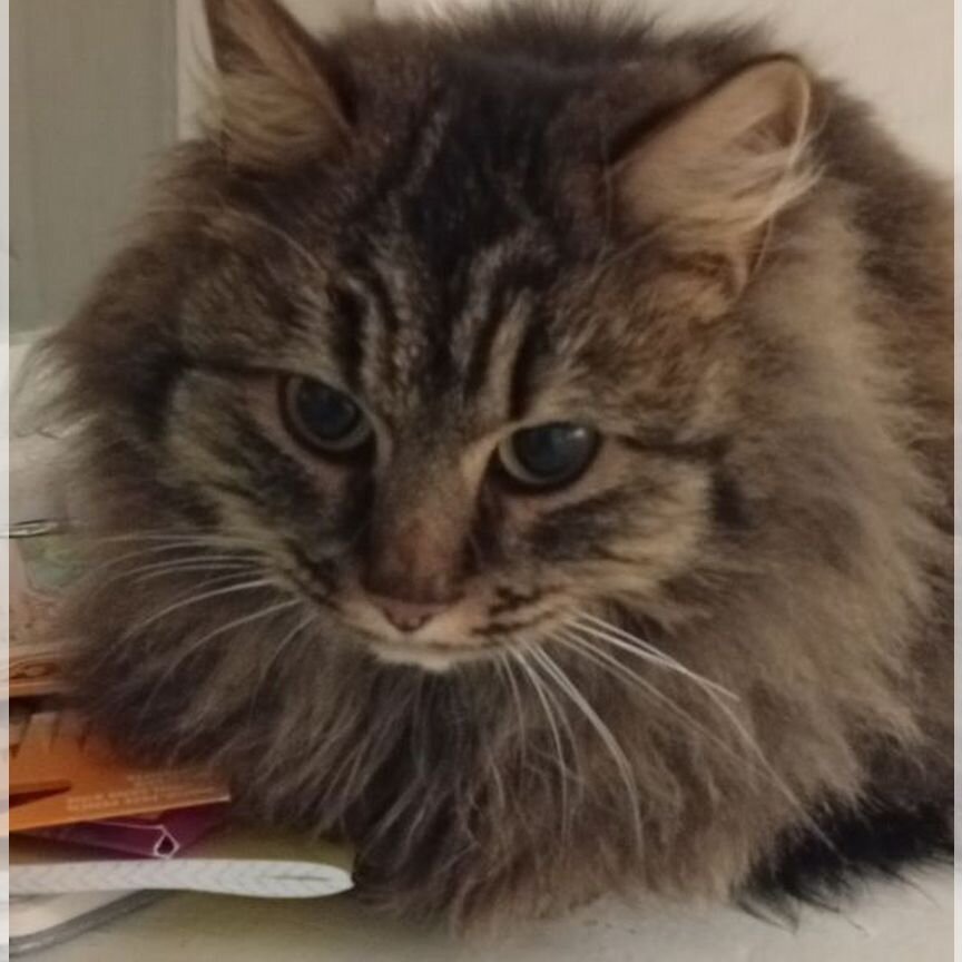 Взрослая кошка в добрые руки