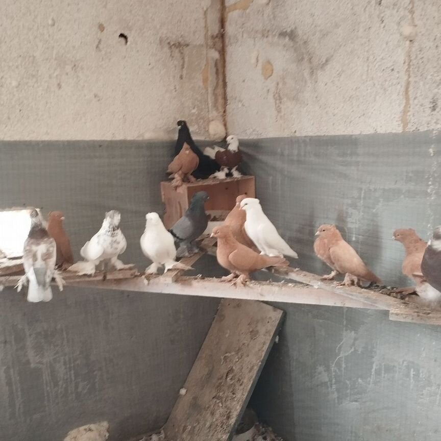 Андижанские голуби