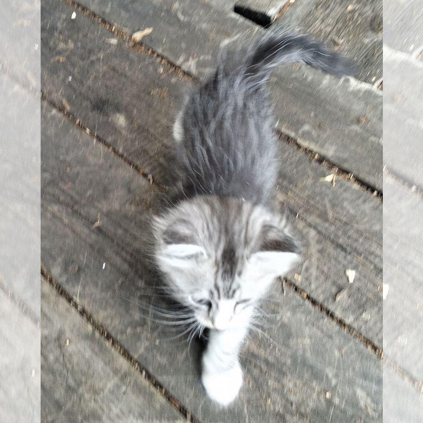 Котик Рыбачинский