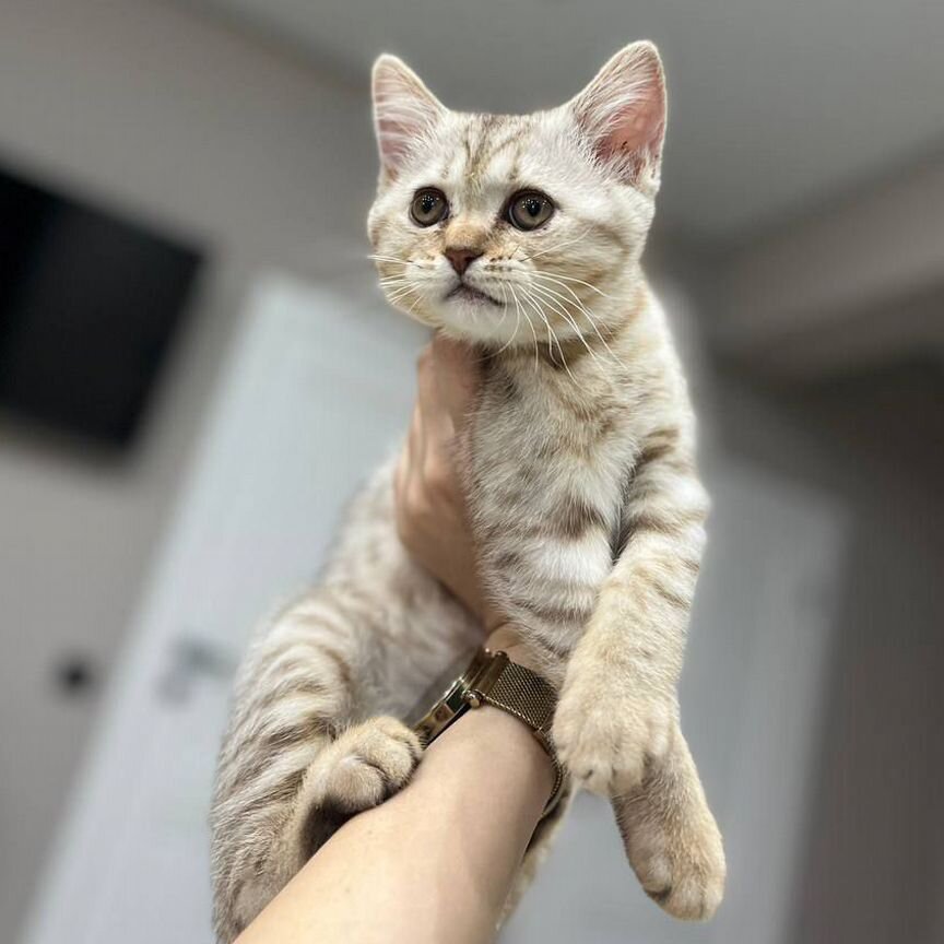 Шотландский прямоухий короткошёрстный котёнок