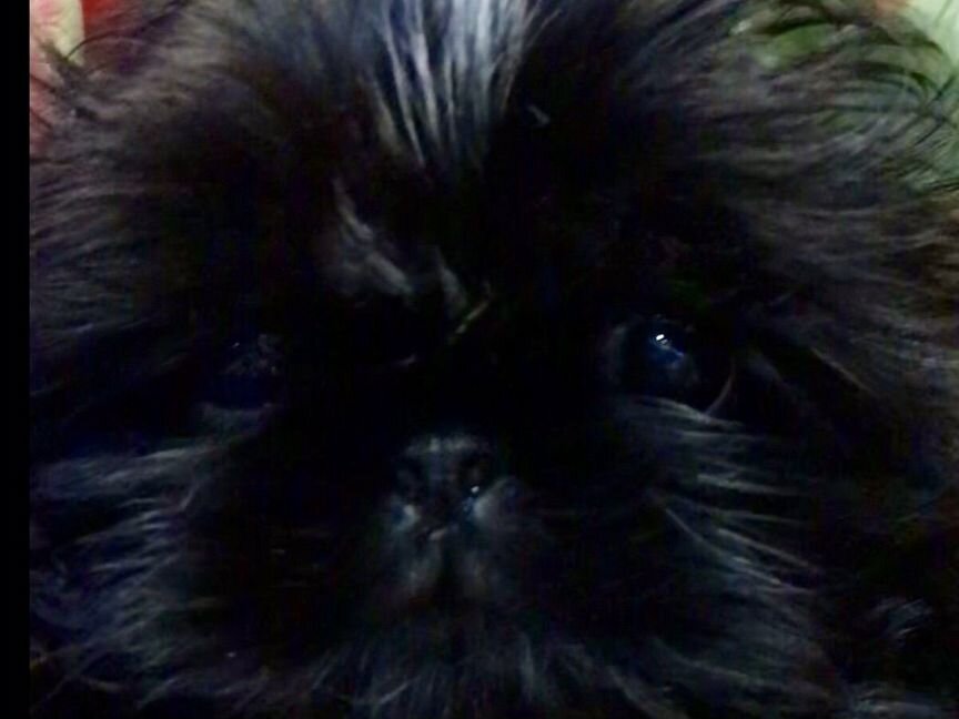 Собака породы Ши тцу